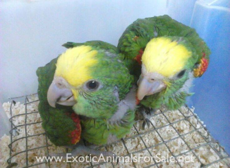 DOUBLE YELLOW HEAD BABY For Sale double-yellow-head-baby-for-sale